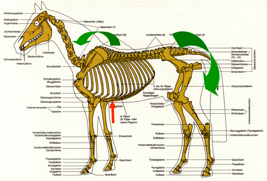 kissing spines – Pferdegesundheitsakademie