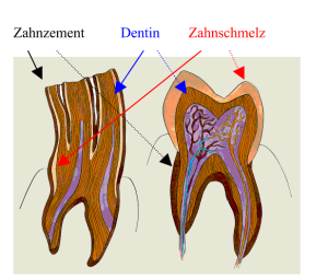 Zahnpflege beim Pferd – Was ist notwendig? - Pferdegesundheitsakademie
